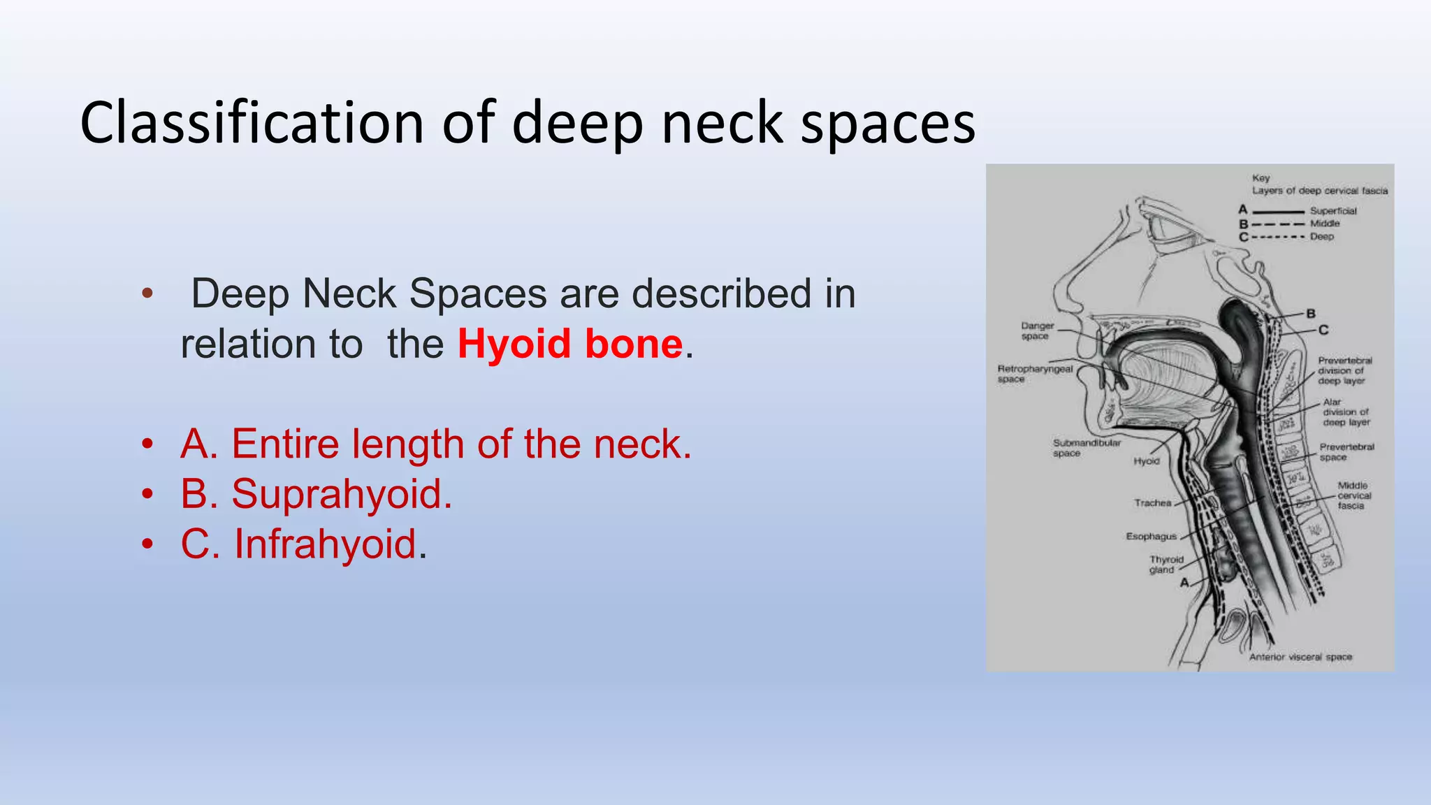 DEEP NECK SPACES ANATOMY.pptx