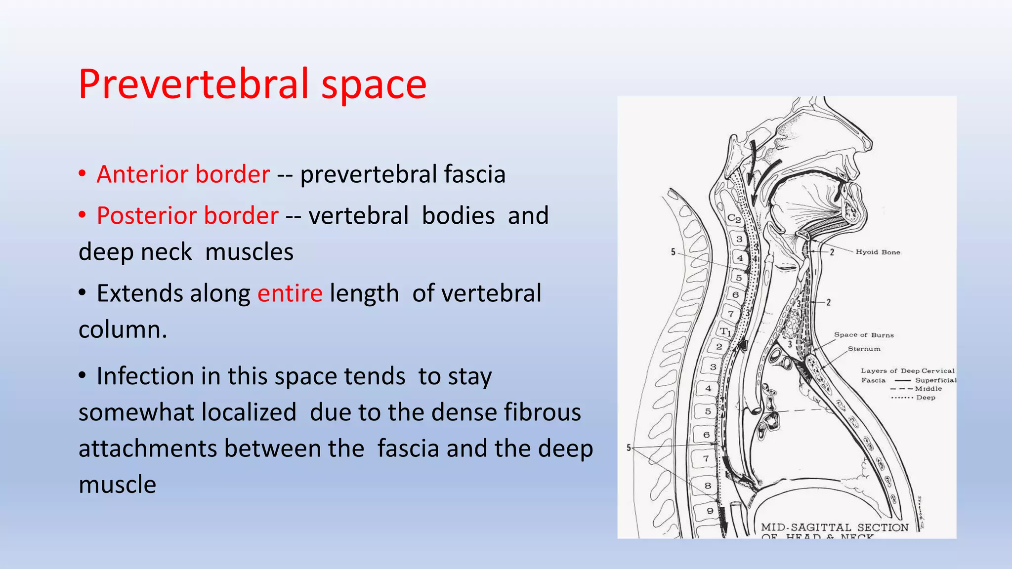 DEEP NECK SPACES ANATOMY.pptx