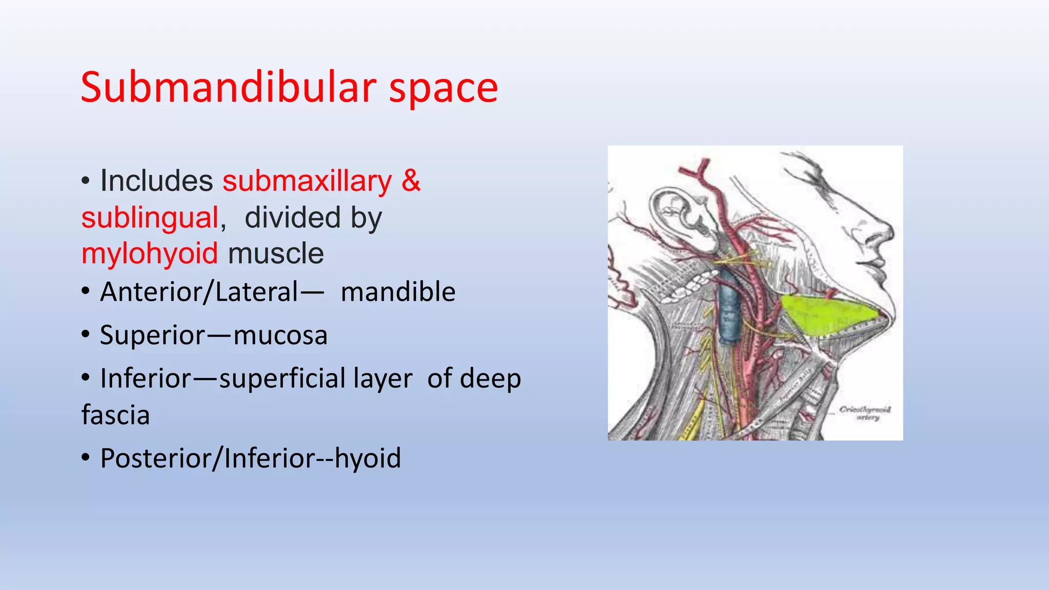DEEP NECK SPACES ANATOMY.pptx