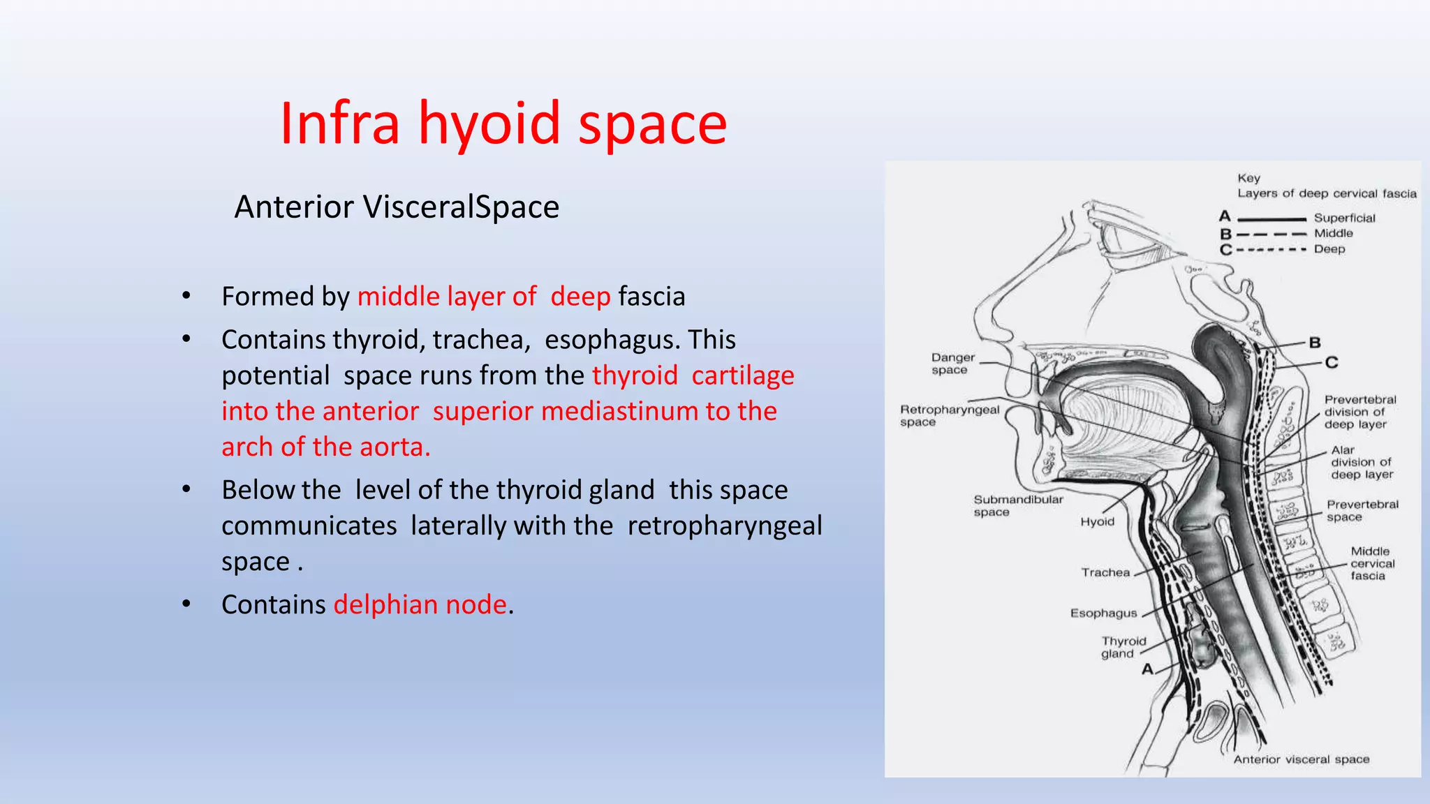 DEEP NECK SPACES ANATOMY.pptx