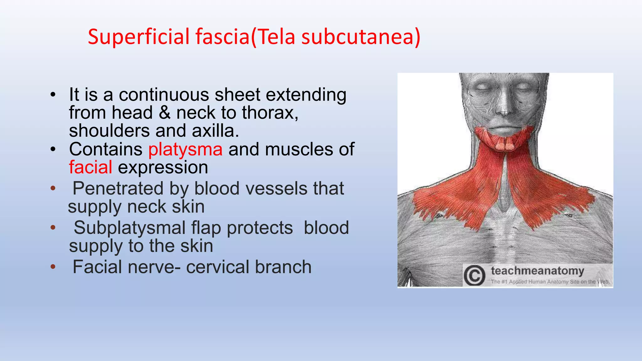 DEEP NECK SPACES ANATOMY.pptx