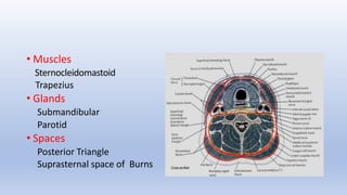 DEEP NECK SPACES ANATOMY.pptx