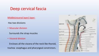DEEP NECK SPACES ANATOMY.pptx