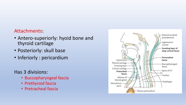 DEEP NECK SPACES ANATOMY.pptx