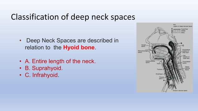 DEEP NECK SPACES ANATOMY.pptx