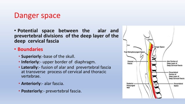 DEEP NECK SPACES ANATOMY.pptx