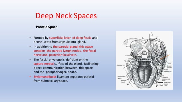 DEEP NECK SPACES ANATOMY.pptx