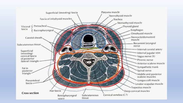 DEEP NECK SPACES ANATOMY.pptx