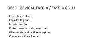 Deep neck spaces anatomy and applied aspects | PPTX