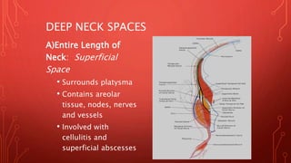 Deep neck spaces and infection ENT | PPTX