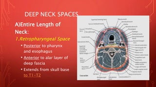 Deep neck spaces and infection ENT | PPTX