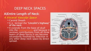 Deep neck spaces and infection ENT | PPTX