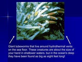 Deep Ocean Vents Brad Vince Noah | PPT
