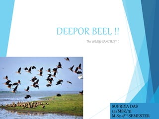 Deepor beel | PPTX