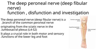deep peroneal nerve.pptx777777777777777777 | PPT