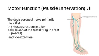 deep peroneal nerve.pptx777777777777777777 | PPTX