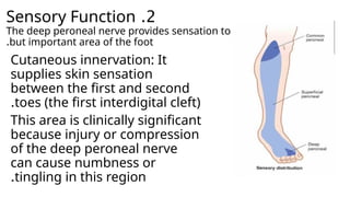 deep peroneal nerve.pptx777777777777777777 | PPTX