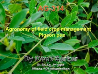 Presentation on Pigeon Pea | PPTX