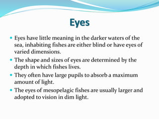 Deep sea adoptation (in fishes) | PPSX
