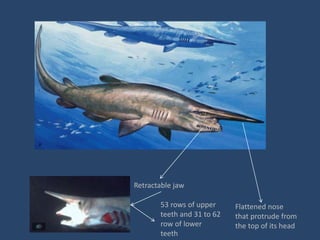 Deep sea creature | PPTX