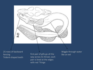 Deep sea creature | PPTX