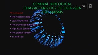Unveiling the Depths: Exploring the Enigmatic World of Deep Sea Ecology ...