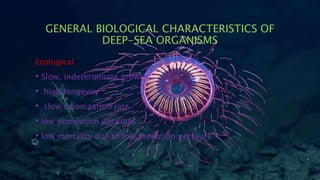 Unveiling the Depths: Exploring the Enigmatic World of Deep Sea Ecology ...