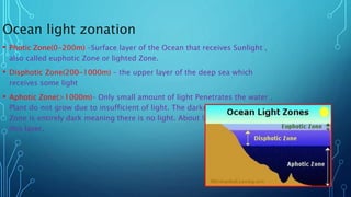 Unveiling the Depths: Exploring the Enigmatic World of Deep Sea Ecology ...