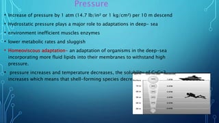 Unveiling the Depths: Exploring the Enigmatic World of Deep Sea Ecology ...