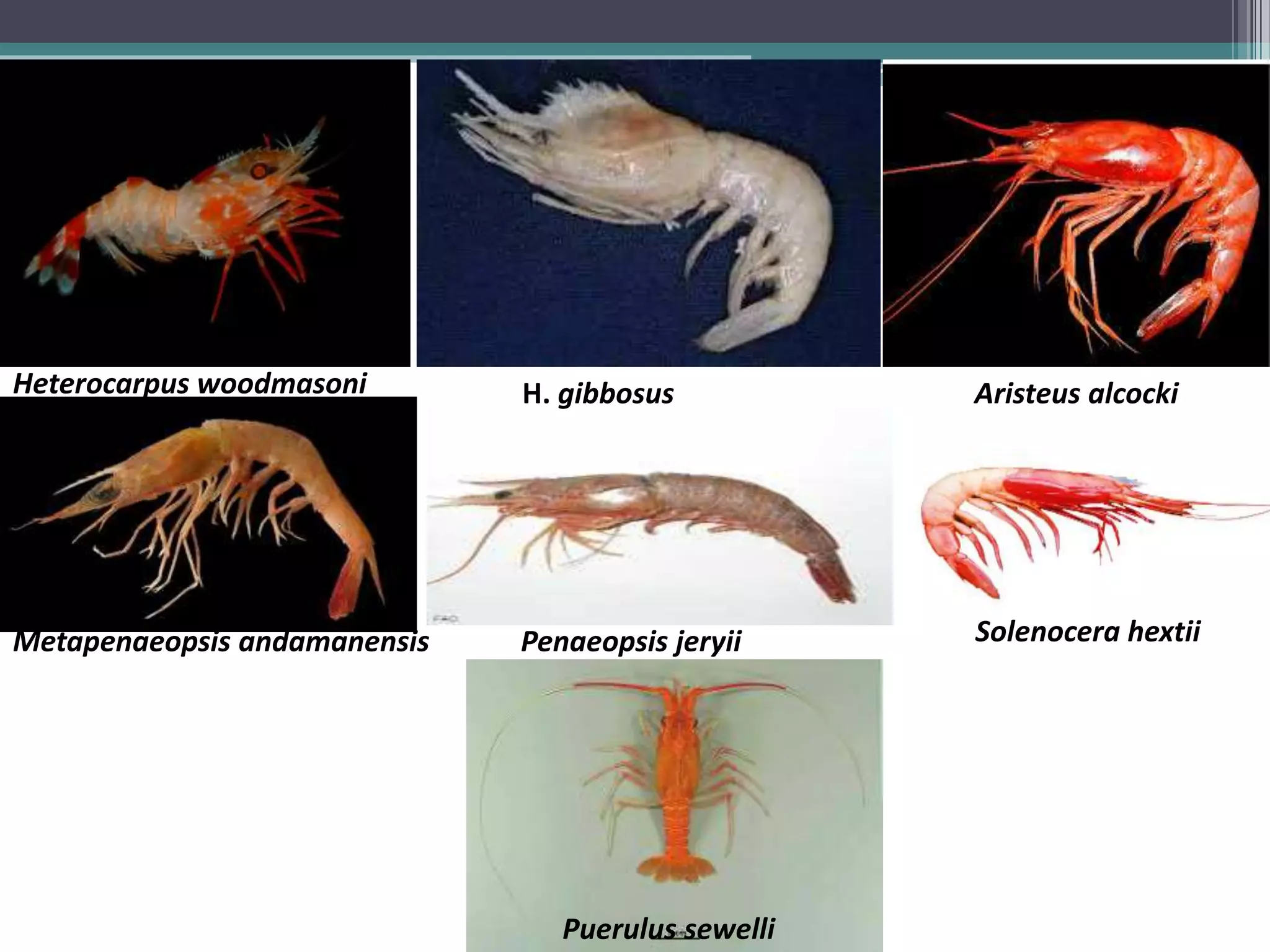 Deep sea fisheries | PPTX