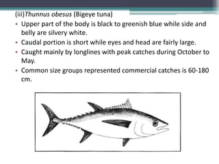 Deep sea fisheries | PPTX