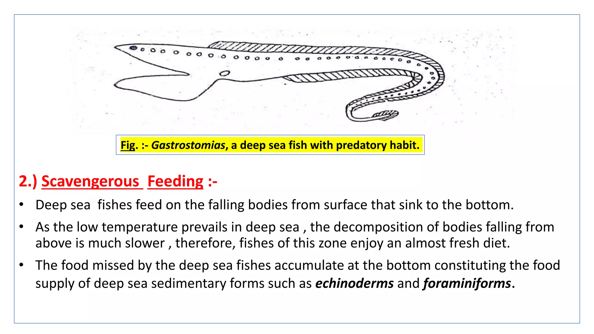 DEEP SEA FISHES(Girja Pd.Patel).pptx