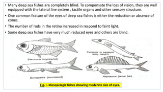 DEEP SEA FISHES(Girja Pd.Patel).pptx