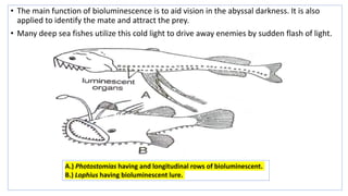 DEEP SEA FISHES(Girja Pd.Patel).pptx