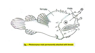 DEEP SEA FISHES(Girja Pd.Patel).pptx