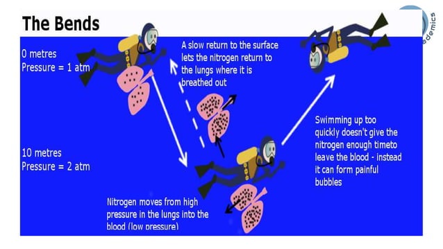 Deep Sea Physiology-Hyperbaric cponditions.pdf | Scuba Diving | Extreme ...