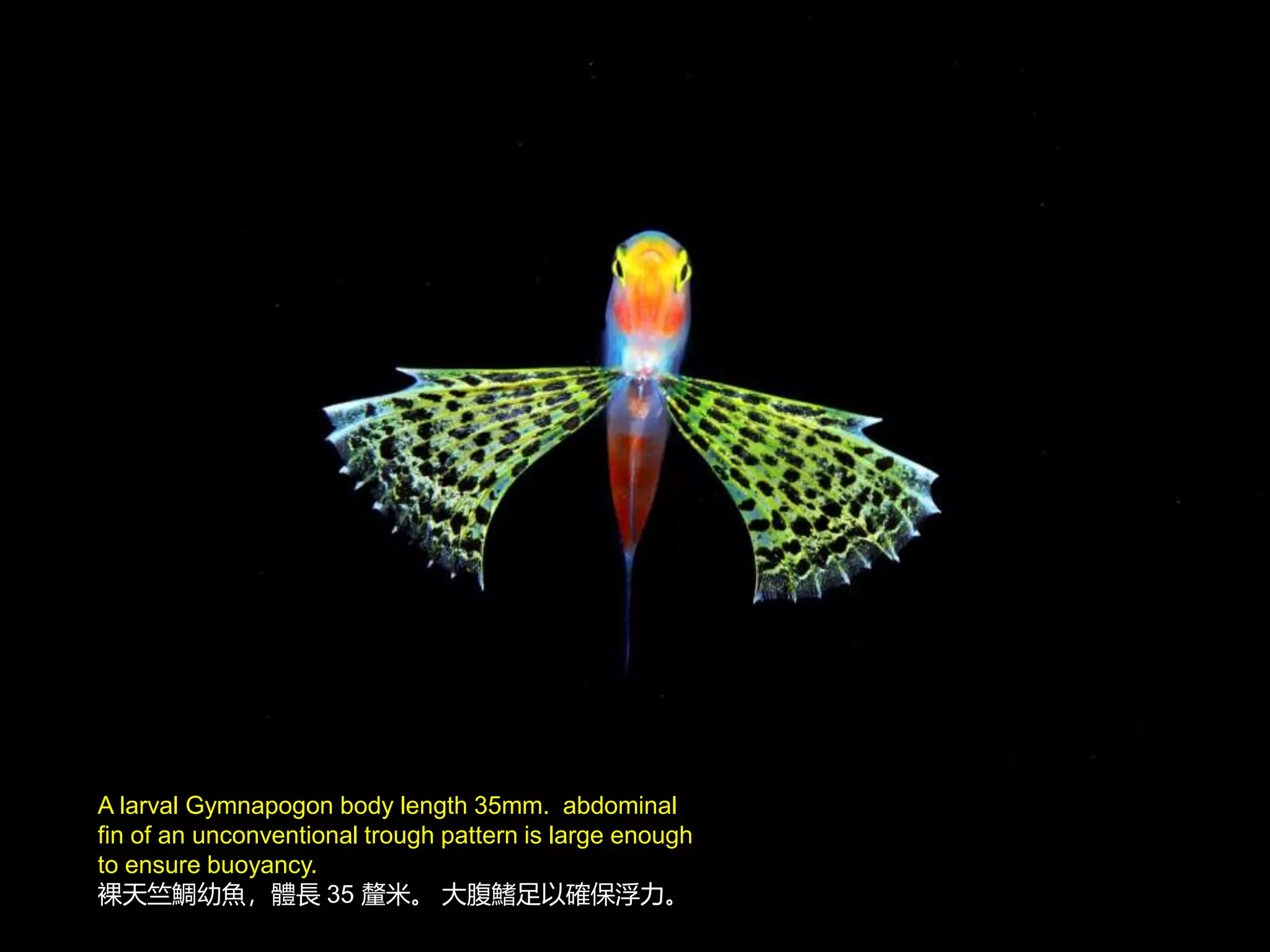 Deep sea plankton photos (深海浮游生物照片).ppsx