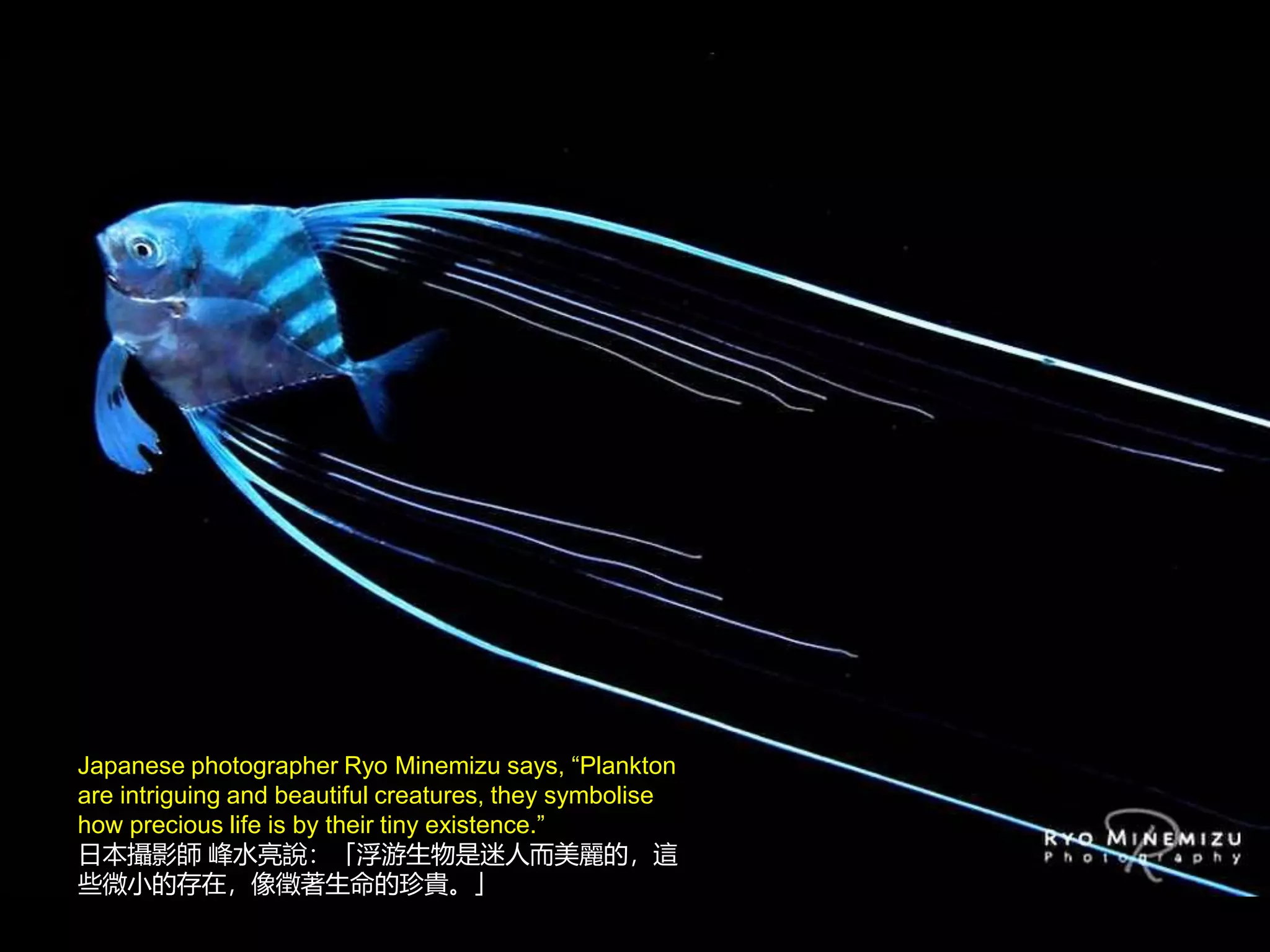 Deep sea plankton photos (深海浮游生物照片).ppsx