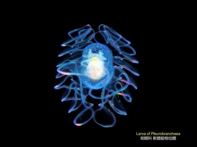 Deep sea plankton photos (深海浮游生物照片).ppsx