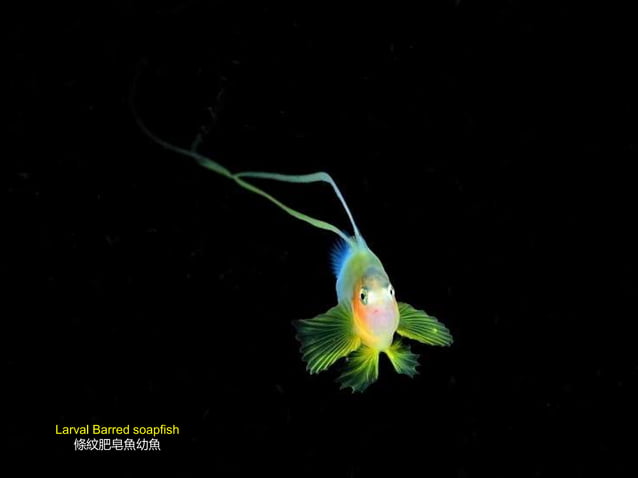 Deep sea plankton photos (深海浮游生物照片).ppsx