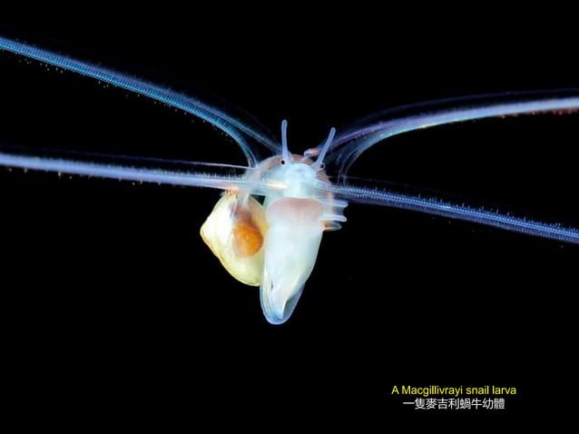 Deep sea plankton photos (深海浮游生物照片).ppsx