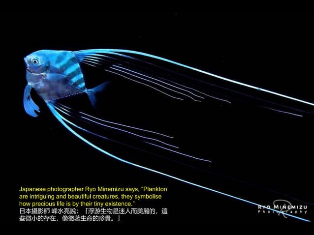 Deep sea plankton photos (深海浮游生物照片).ppsx