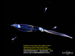 Deep sea plankton photos (深海浮游生物照片).ppsx