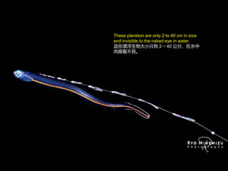 Deep sea plankton photos (深海浮游生物照片).ppsx