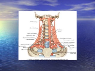 ALL DEEP STRUCTURES IN THE NECK OF HUMAN BODY.ppt
