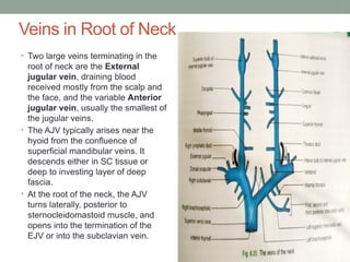 Deep structures of Neck (head and neck gross anatomy) | PPTX