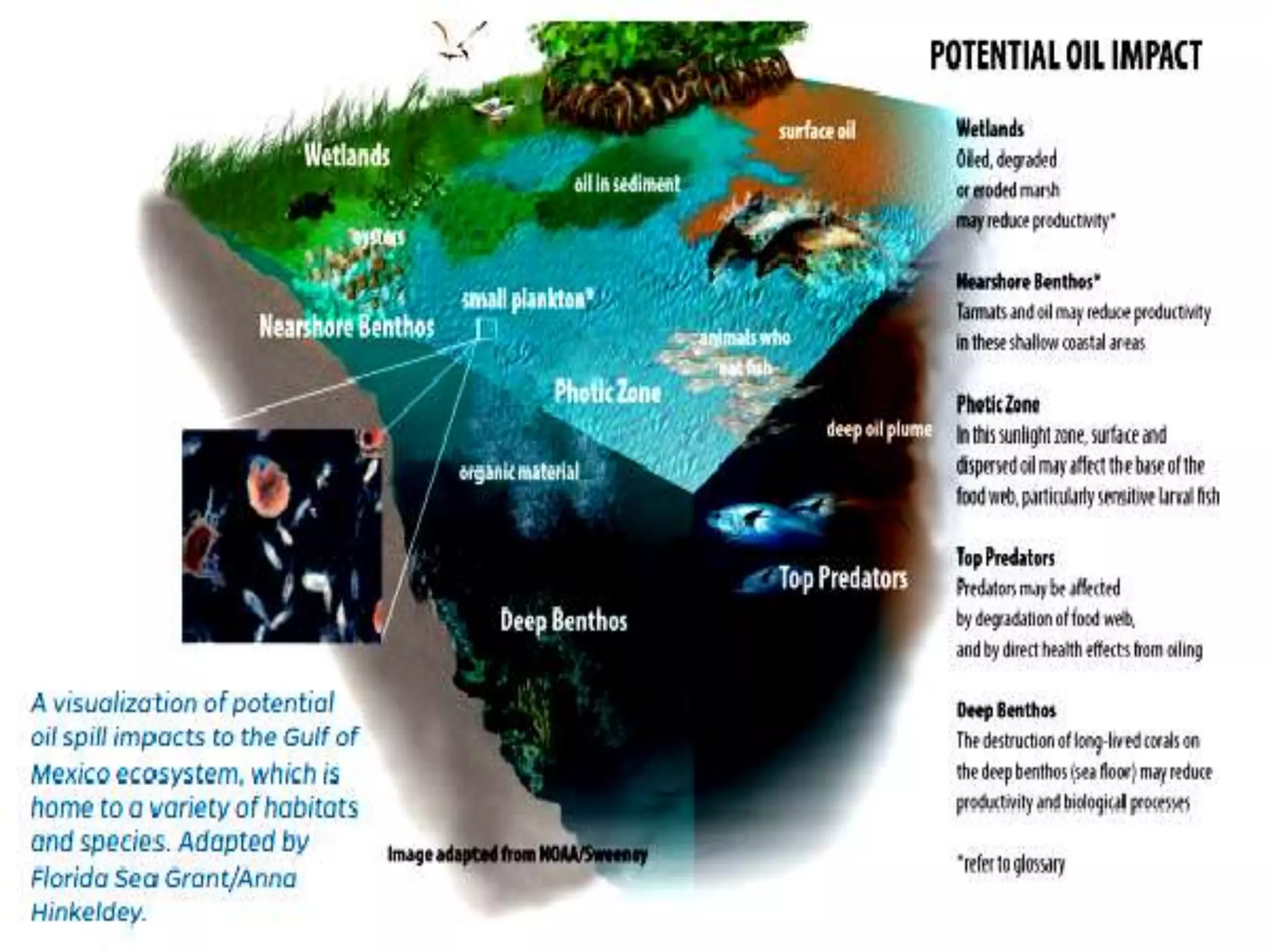 Deep water horizon oil spill | PPTX