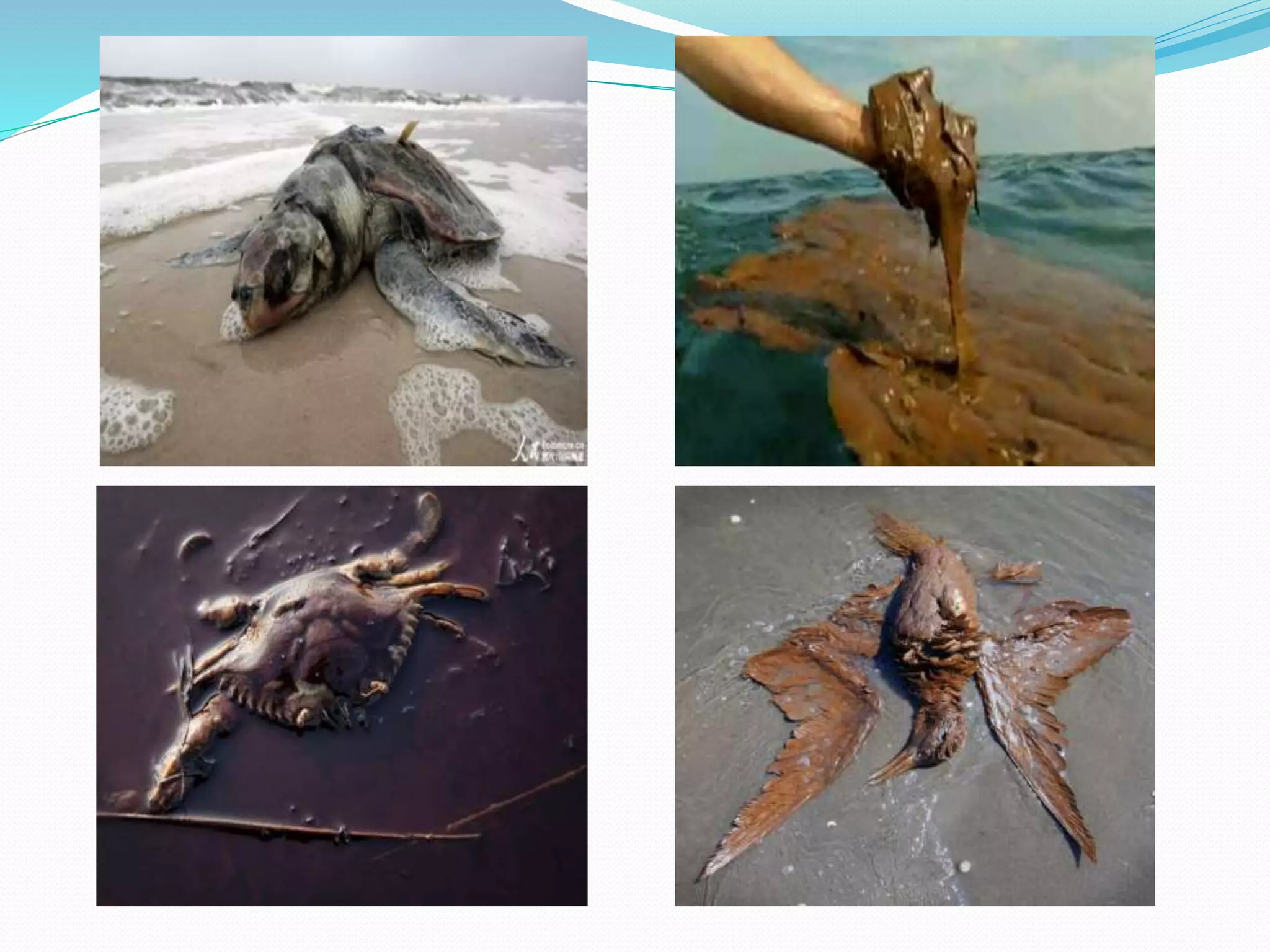 Deepwater horizon oil spill | Gulf of mexico oil spill | The BP oil ...