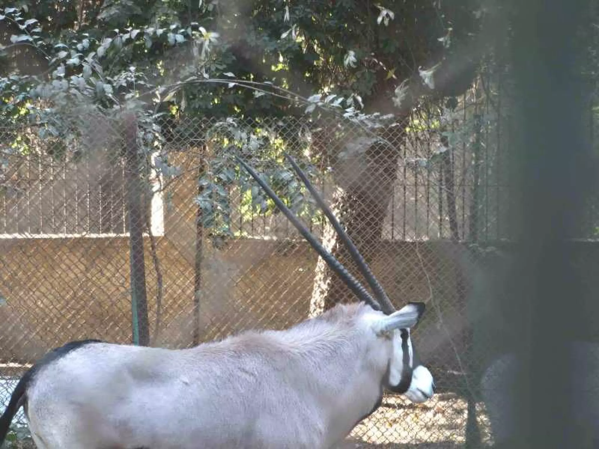 The Egyptian Deer | PPT