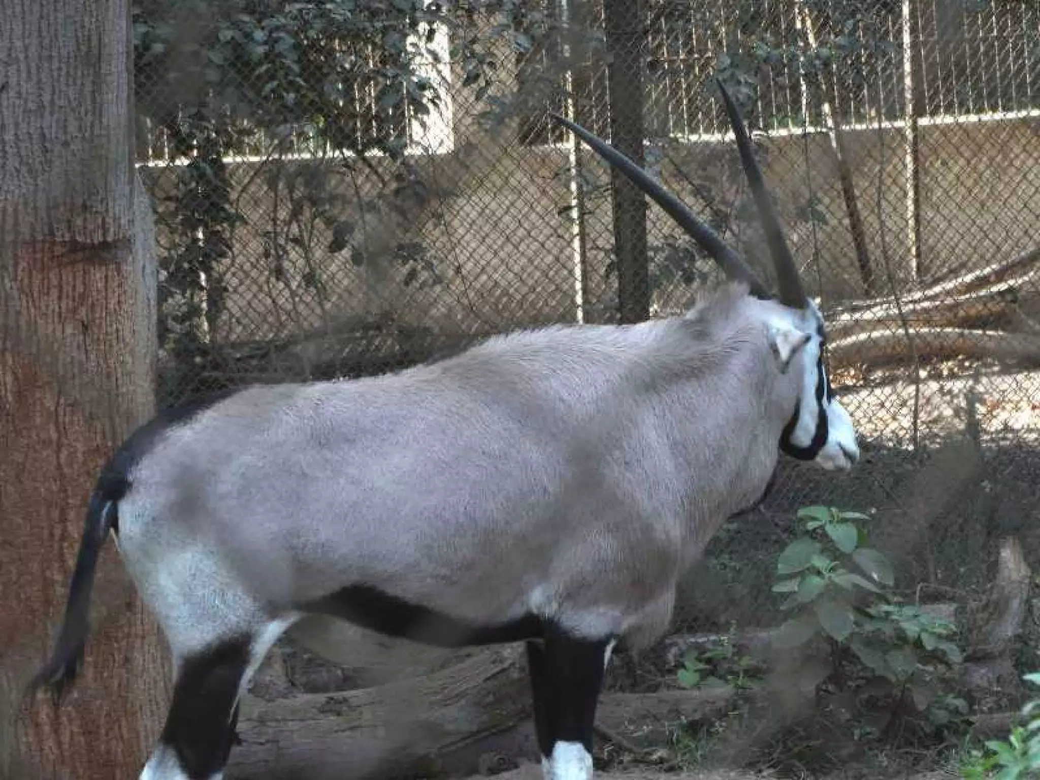 The Egyptian Deer | PPT